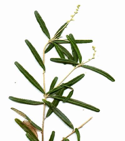 Croton linearis / Rosemary